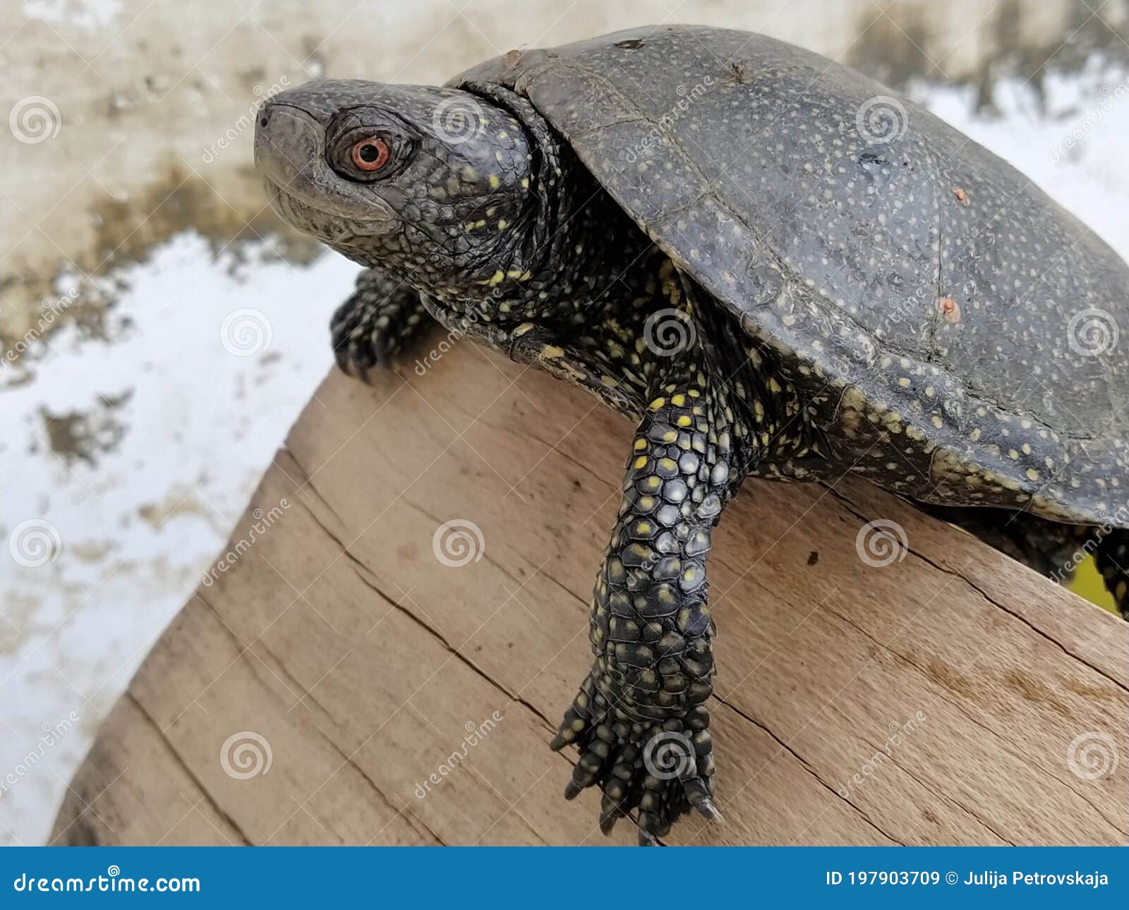 Turtle with Red Eye Close-up Stock Image - Image of bath, green: 197903709