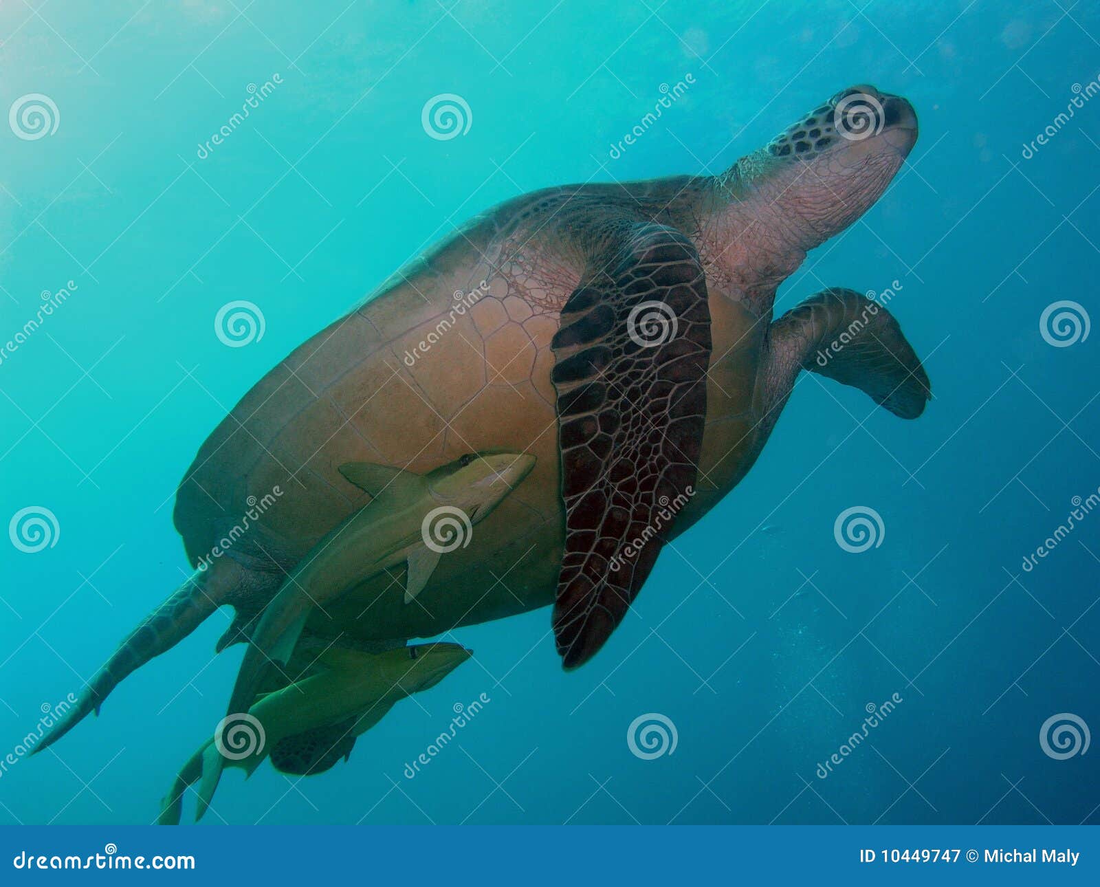 Turtle in Red sea stock image. Image of corals, animals - 10449747