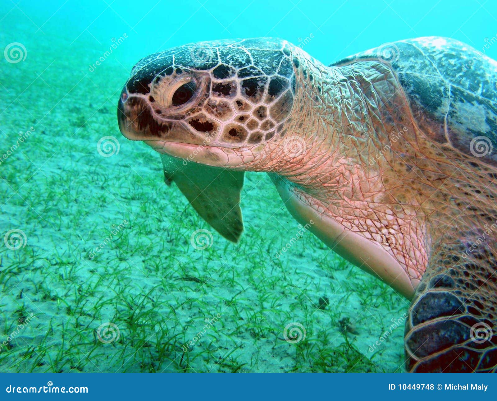 Turtle in Red sea stock photo. Image of animal, deep - 10449748