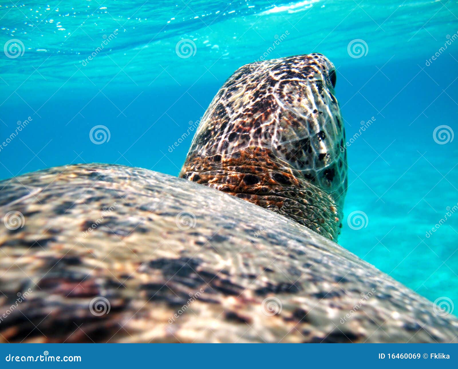 Turtle in the Red Sea stock image. Image of water, ocean - 16460069