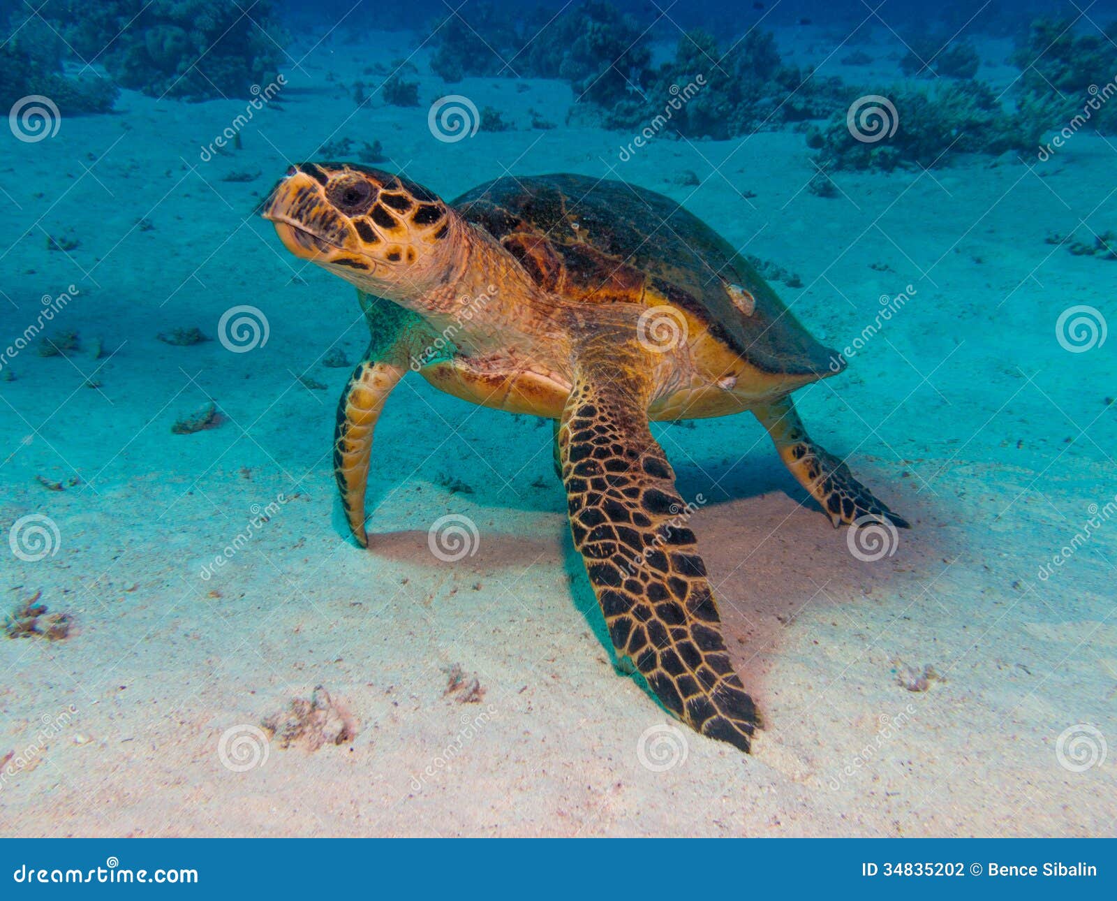 Turtle in Red Sea Dive stock photo. Image of beauty, color - 34835202
