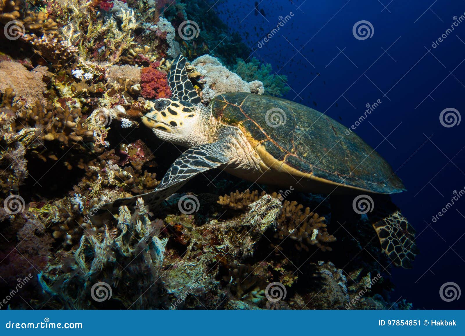 Turtle in the red sea stock image. Image of marine, beach - 97854851