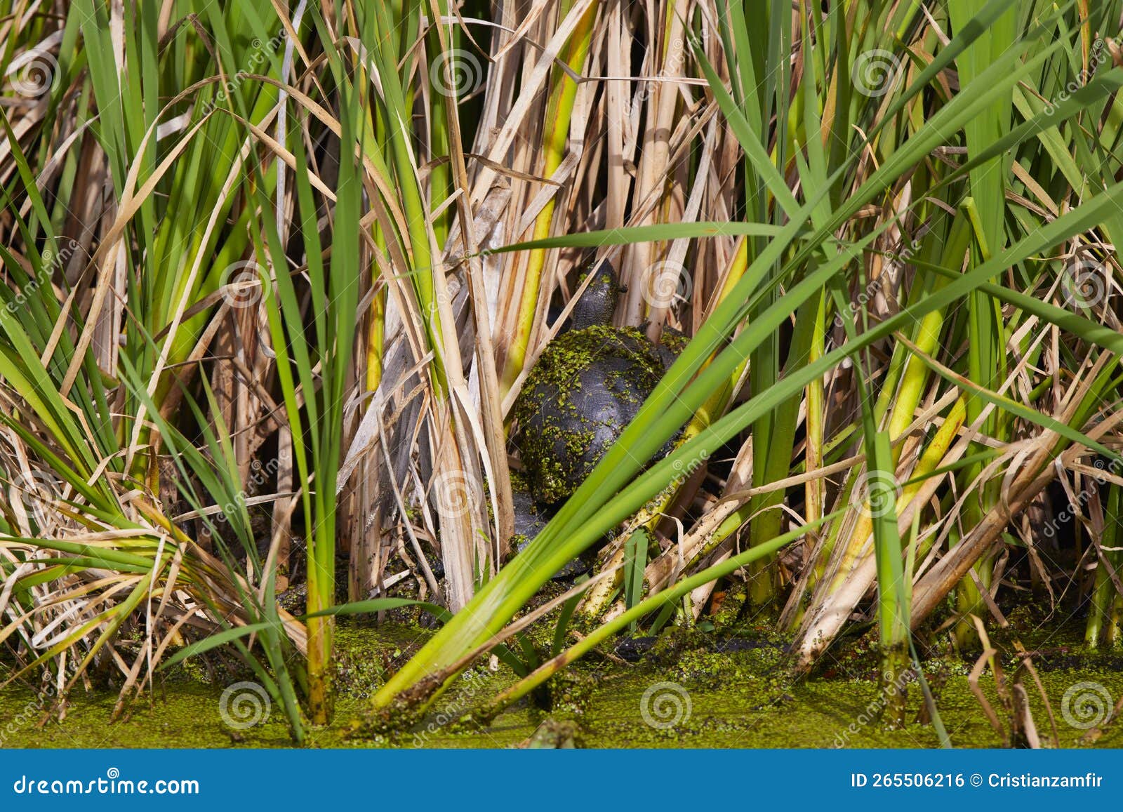 A turtle among the reeds stock photo. Image of nature - 265506216