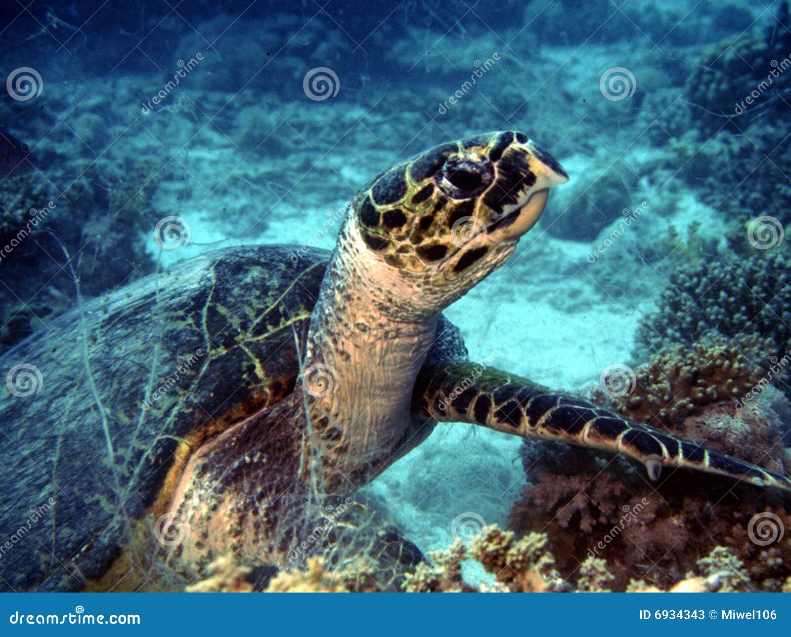 Turtle on the reef stock image. Image of marine, reef - 6934343