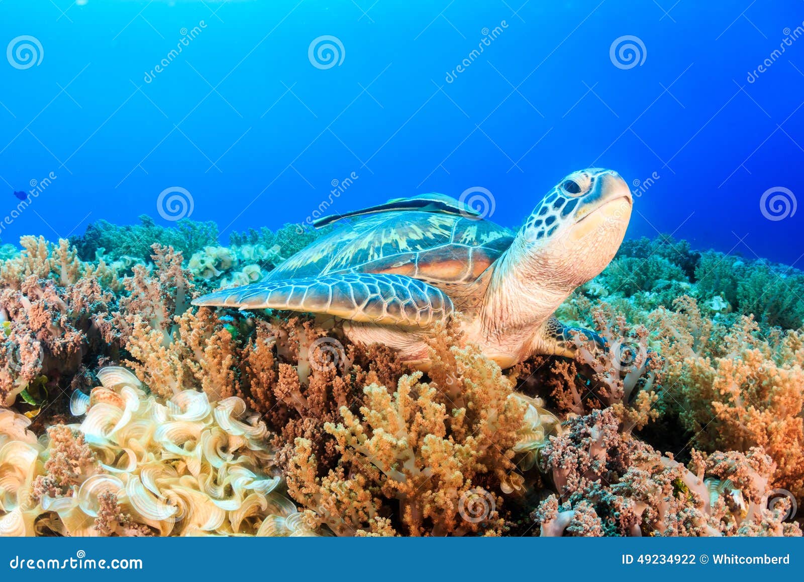 Turtle on a reef stock photo. Image of caribbean, holiday - 49234922