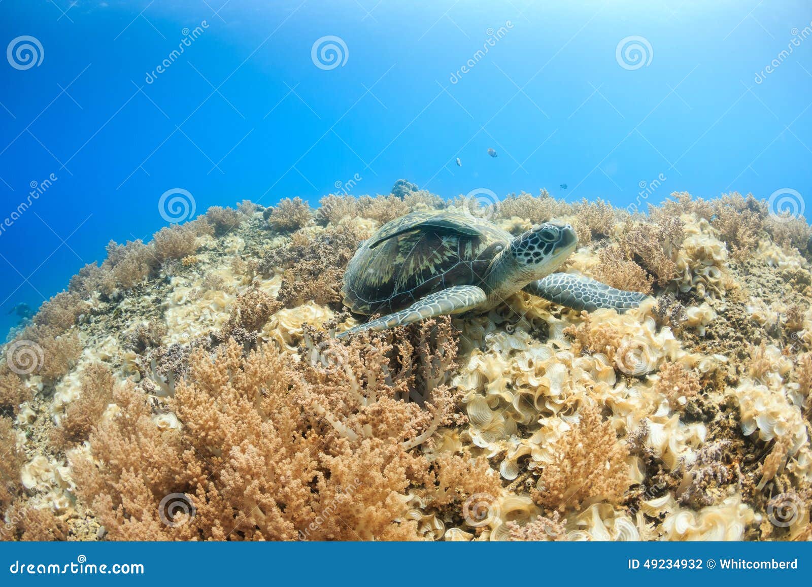 Turtle on a reef stock photo. Image of indonesia, ecosystem - 49234932