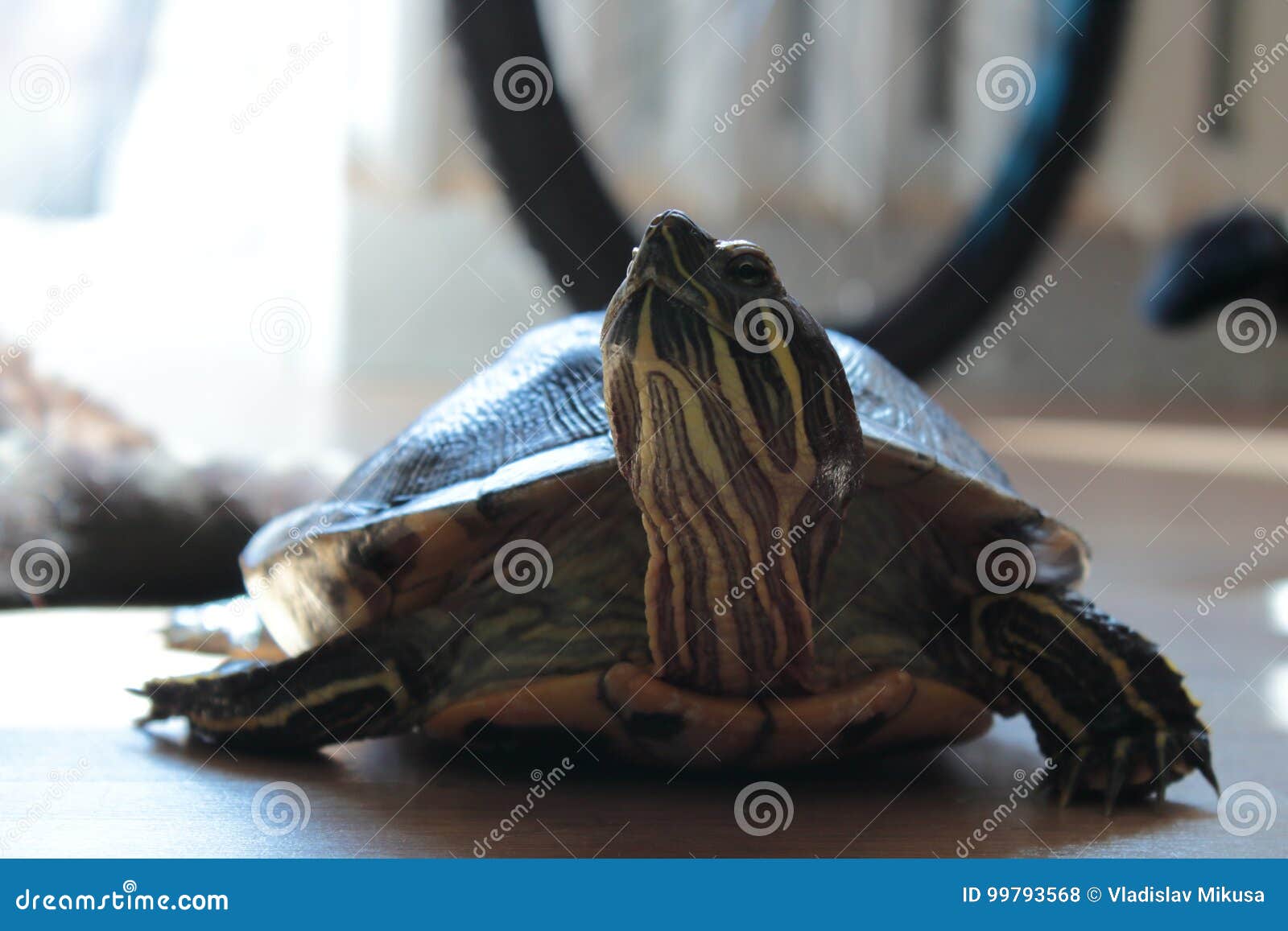 Turtle on the flat stock photo. Image of zoom, ligths - 99793568