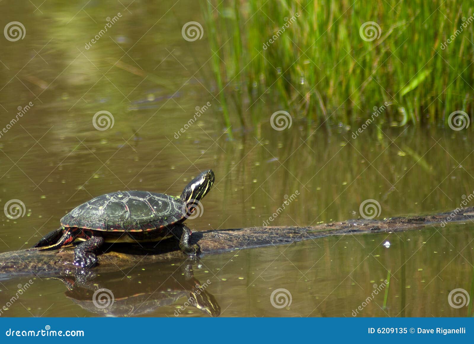 Turtle at rest stock image. Image of pond, turtle, shell - 6209135