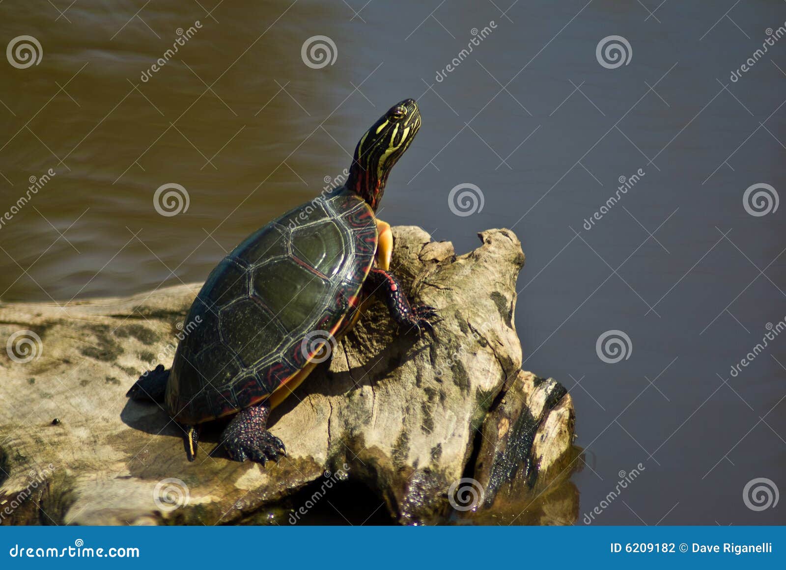 Turtle at rest stock photo. Image of tortoise, step, slow - 6209182