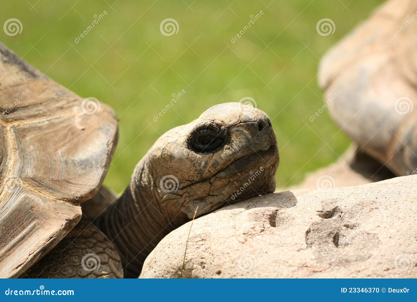 Turtle resting stock photo. Image of recreation, noia - 23346370