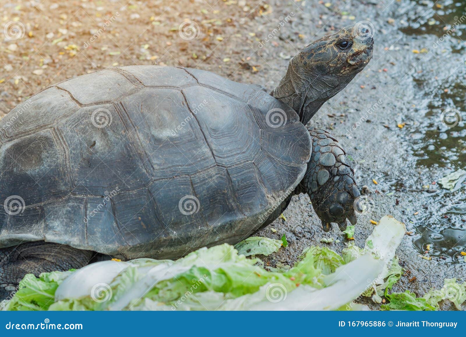 The Turtle is Resting after Eating Stock Photo - Image of nature, life ...