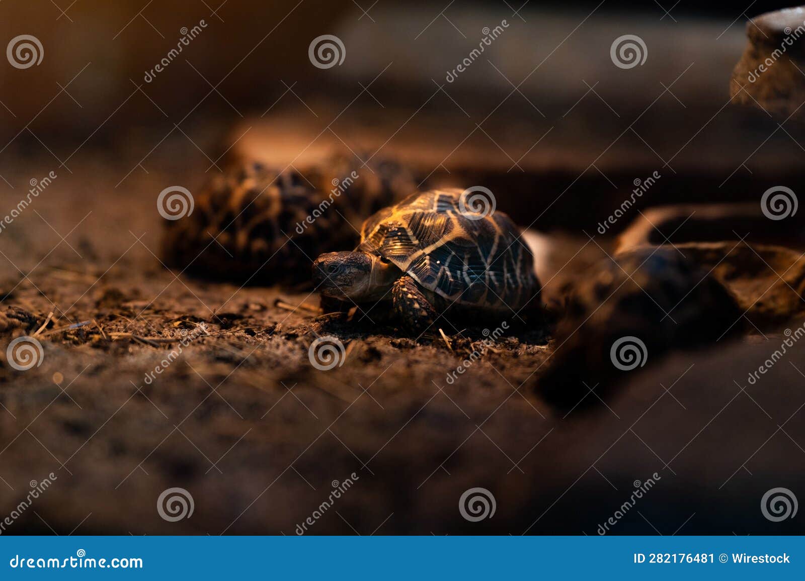 Turtle Resting on the Ground in the Zoo Stock Image - Image of aquatic ...