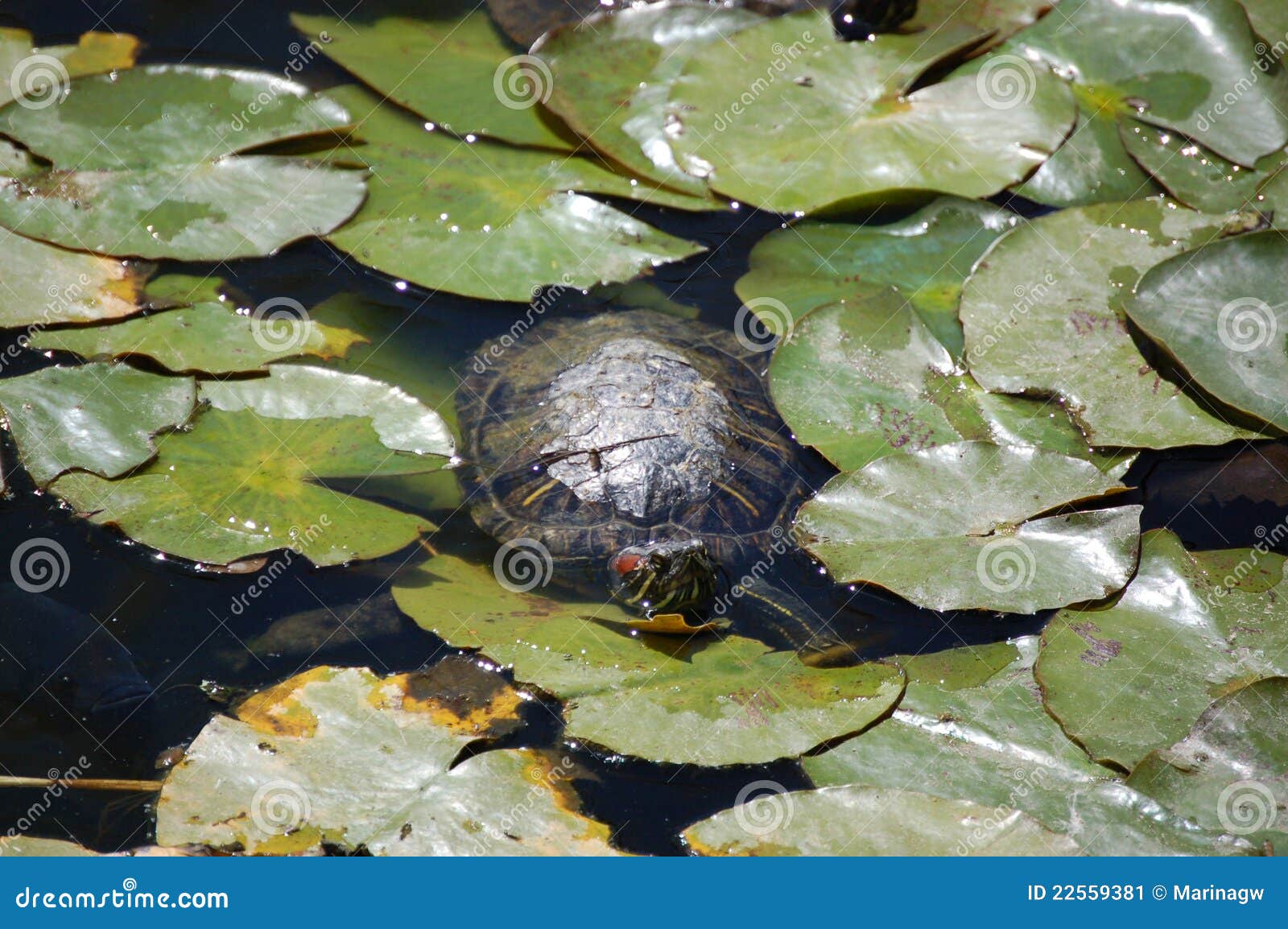 Turtle With Lily Pads Royalty-Free Stock Image | CartoonDealer.com ...