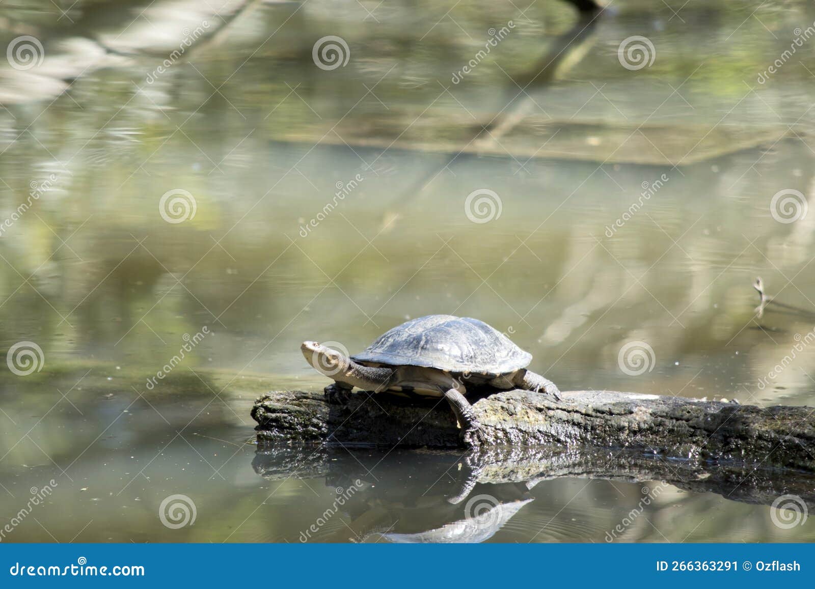 The Turtle is Resting on a Log Stock Image - Image of turtle, cute ...