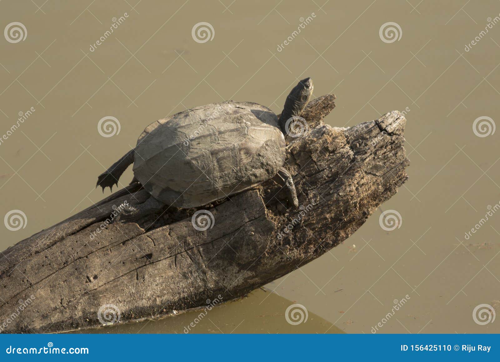 A Turtle Resting on a Perch Stock Photo - Image of exposure, asian ...