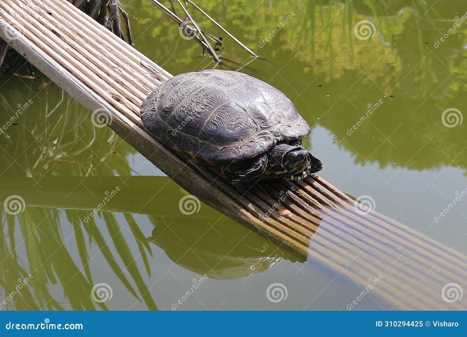 Turtle on a Plank in the Pond Stock Image - Image of reptiles, water ...