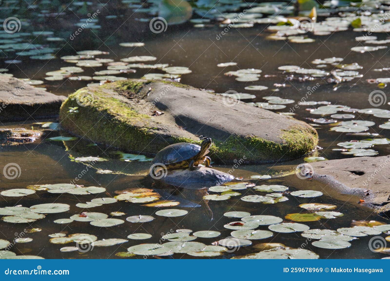 A Turtle Resting on the Rock. Vancouver Canada Stock Image - Image of ...