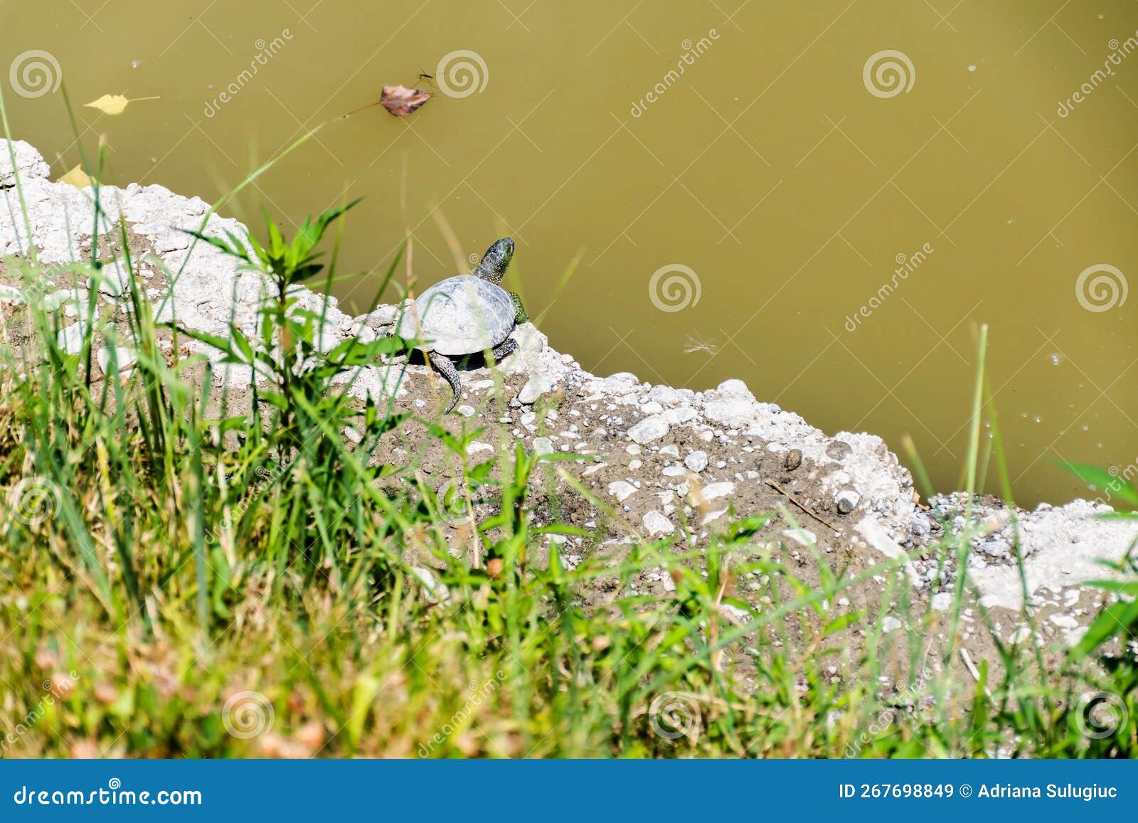 Turtle Resting on the Shore Stock Image - Image of aquatic, europe ...