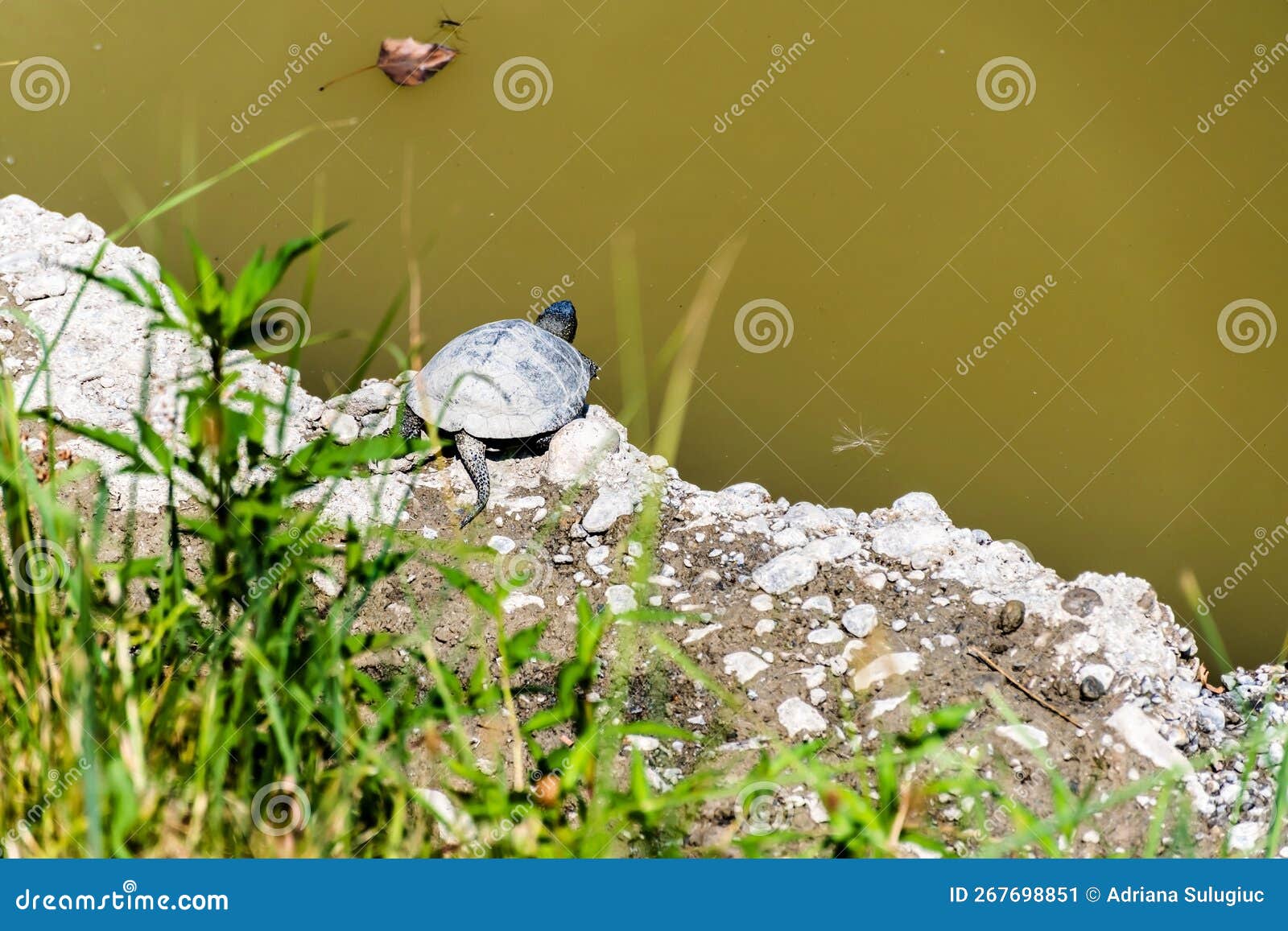 Turtle Resting on the Shore Stock Image - Image of reptile, reptilia ...