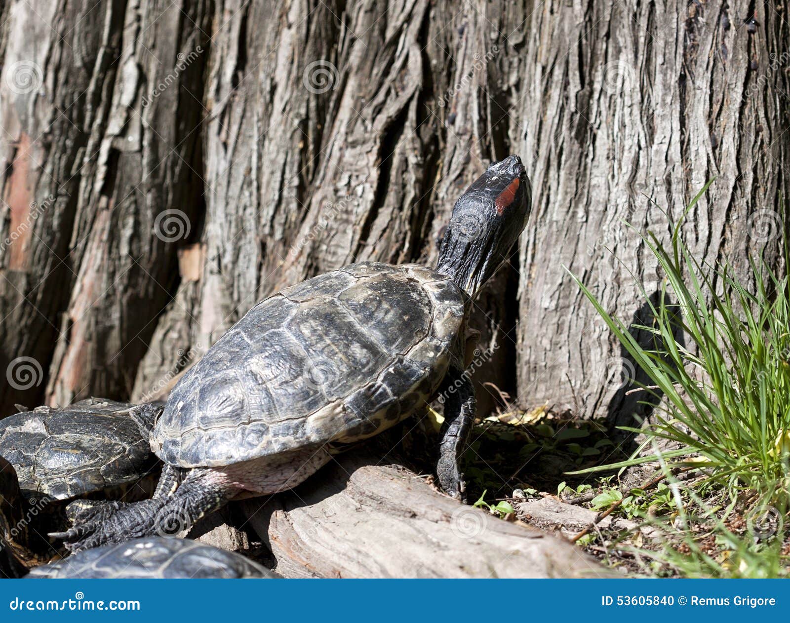 Turtle - RAW format stock photo. Image of close, wild - 53605840
