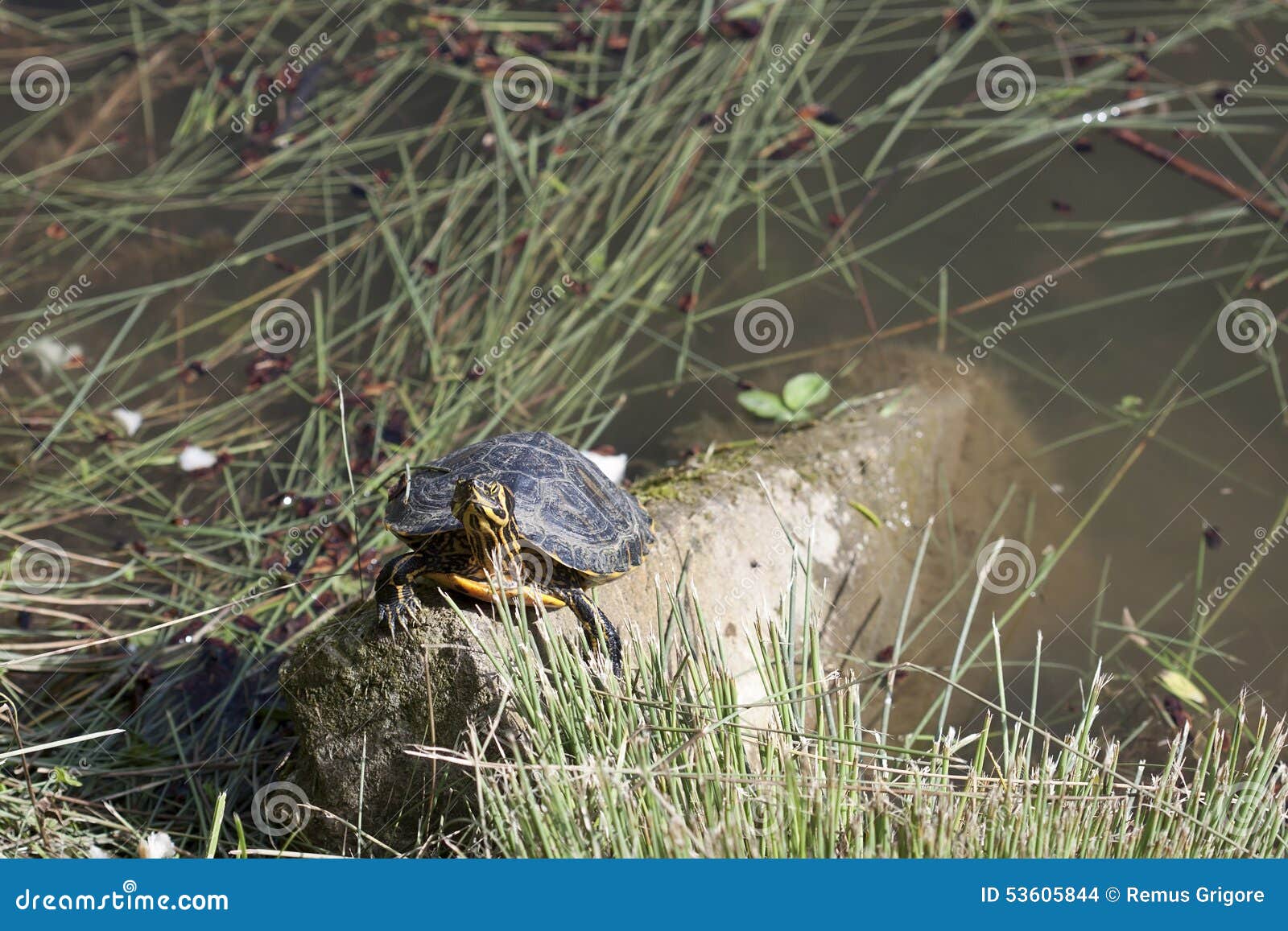 Turtle - RAW format stock photo. Image of close, outdoors - 53605844