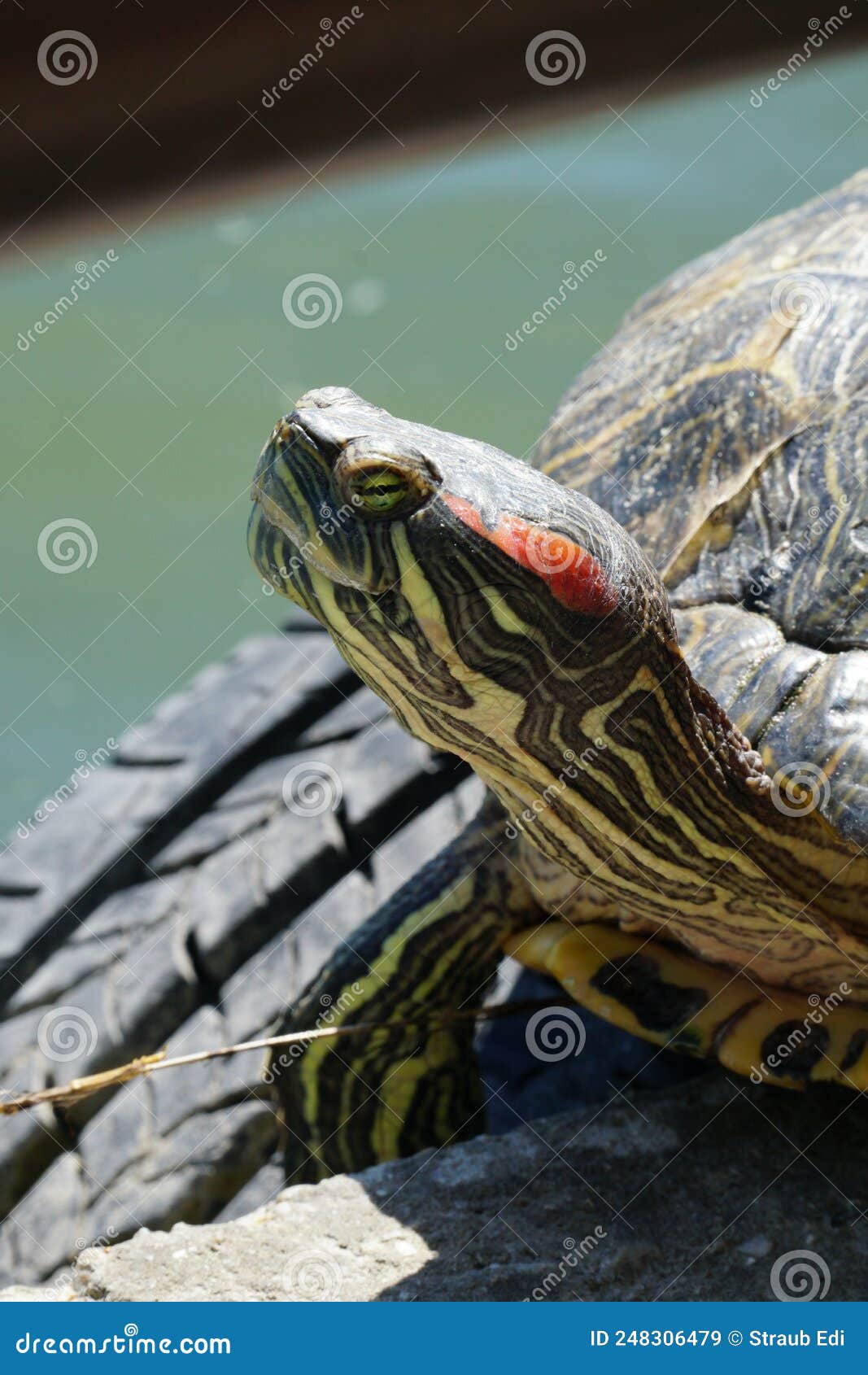 Turtle resting on a tire stock image. Image of lizard - 248306479