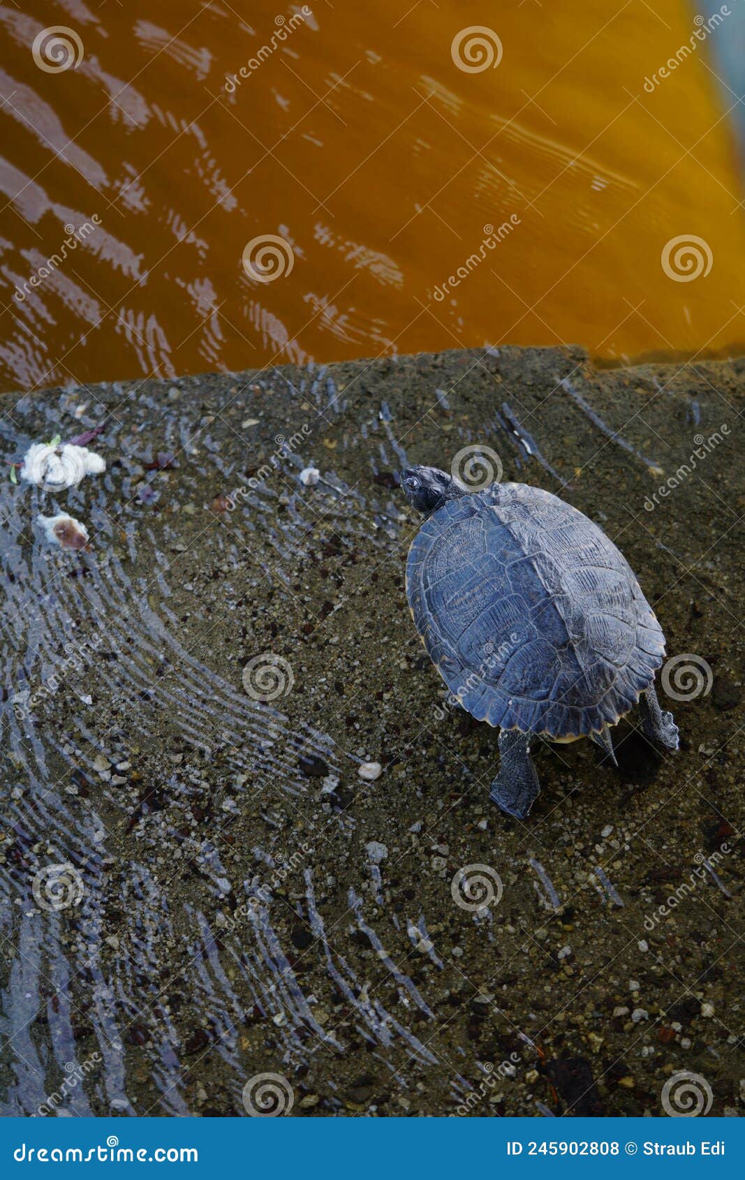 Turtle Resting Under the Bridge Stock Photo - Image of bridge, tree ...
