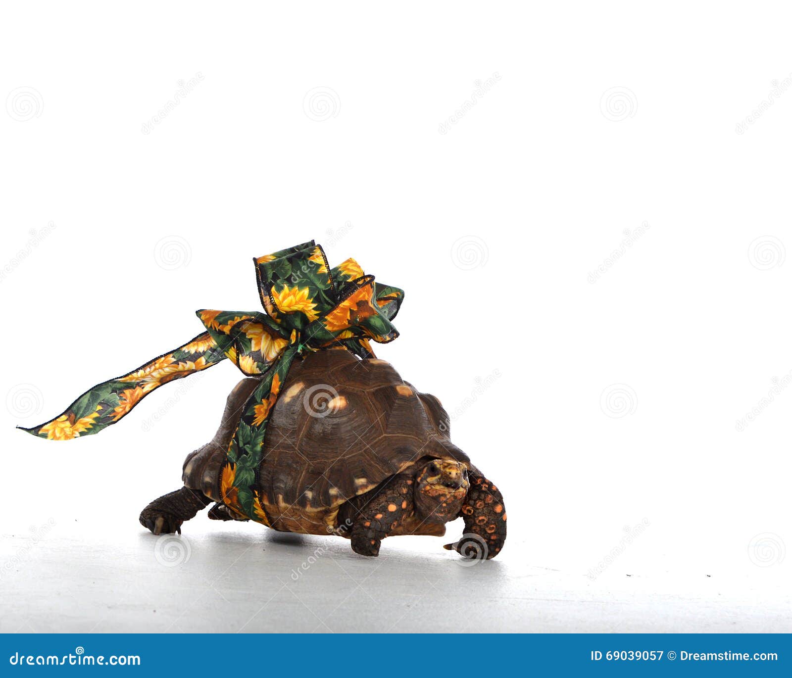 Turtle with ribbon stock image. Image of whitebackground - 69039057