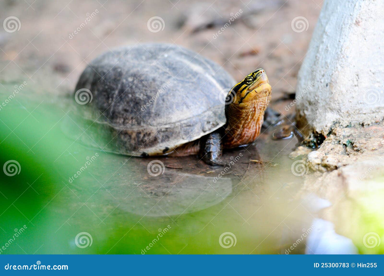 Turtle in the river stock image. Image of shell, brown - 25300783