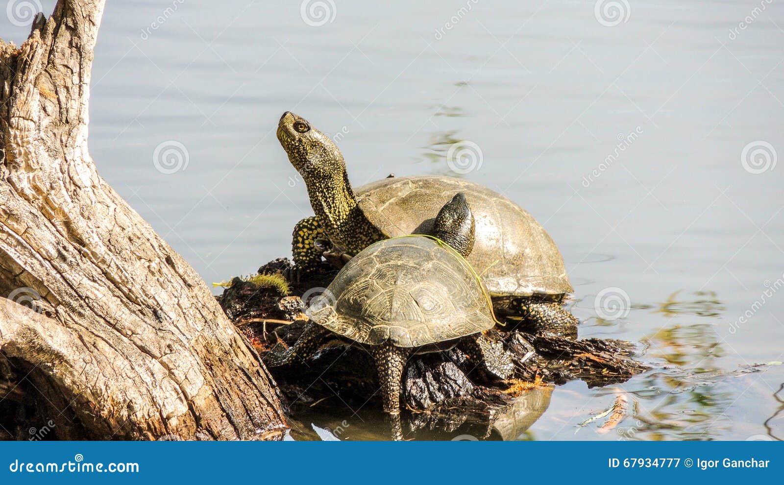 Turtle on the River Bank in Spring Stock Image - Image of summer ...