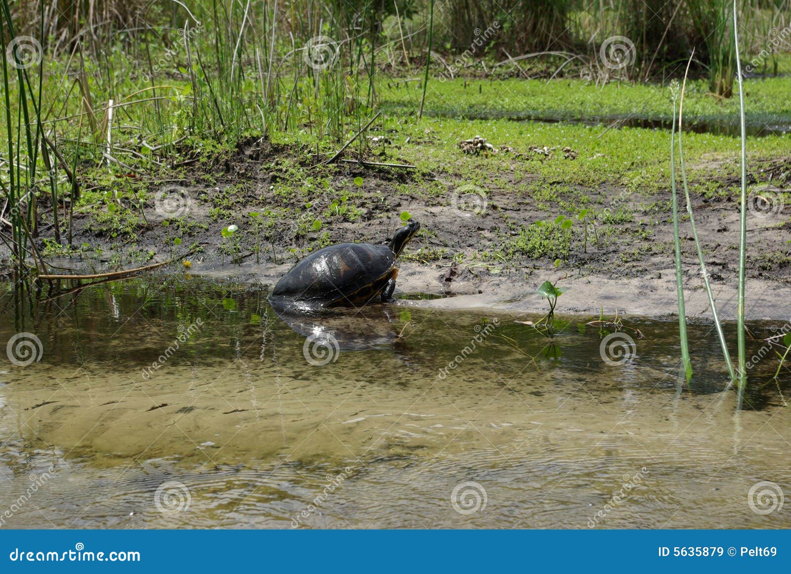 Turtle on riverbank stock image. Image of shallow, reptile - 5635879