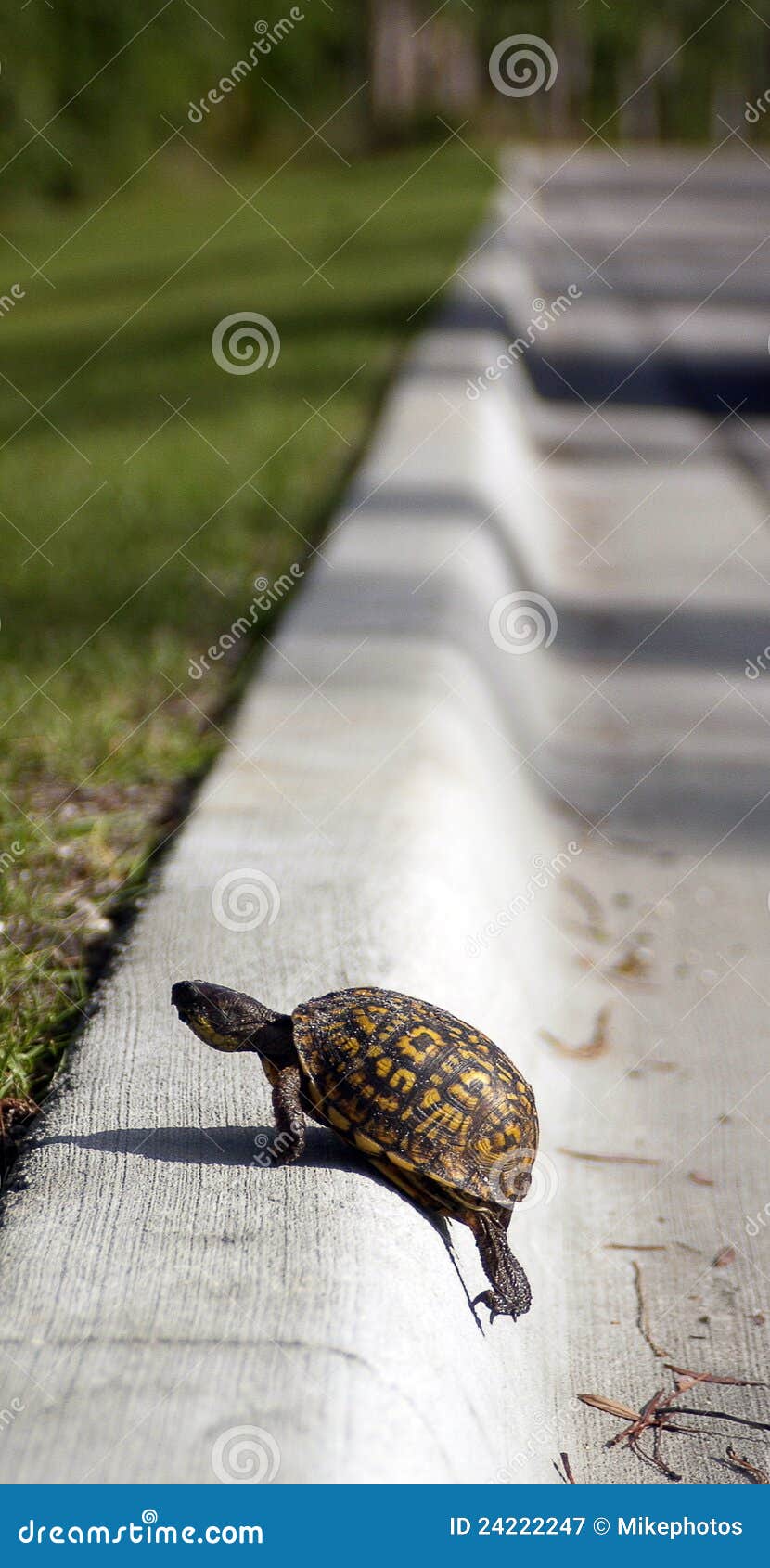 Turtle roadside curb stock image. Image of concrete, obstacle - 24222247