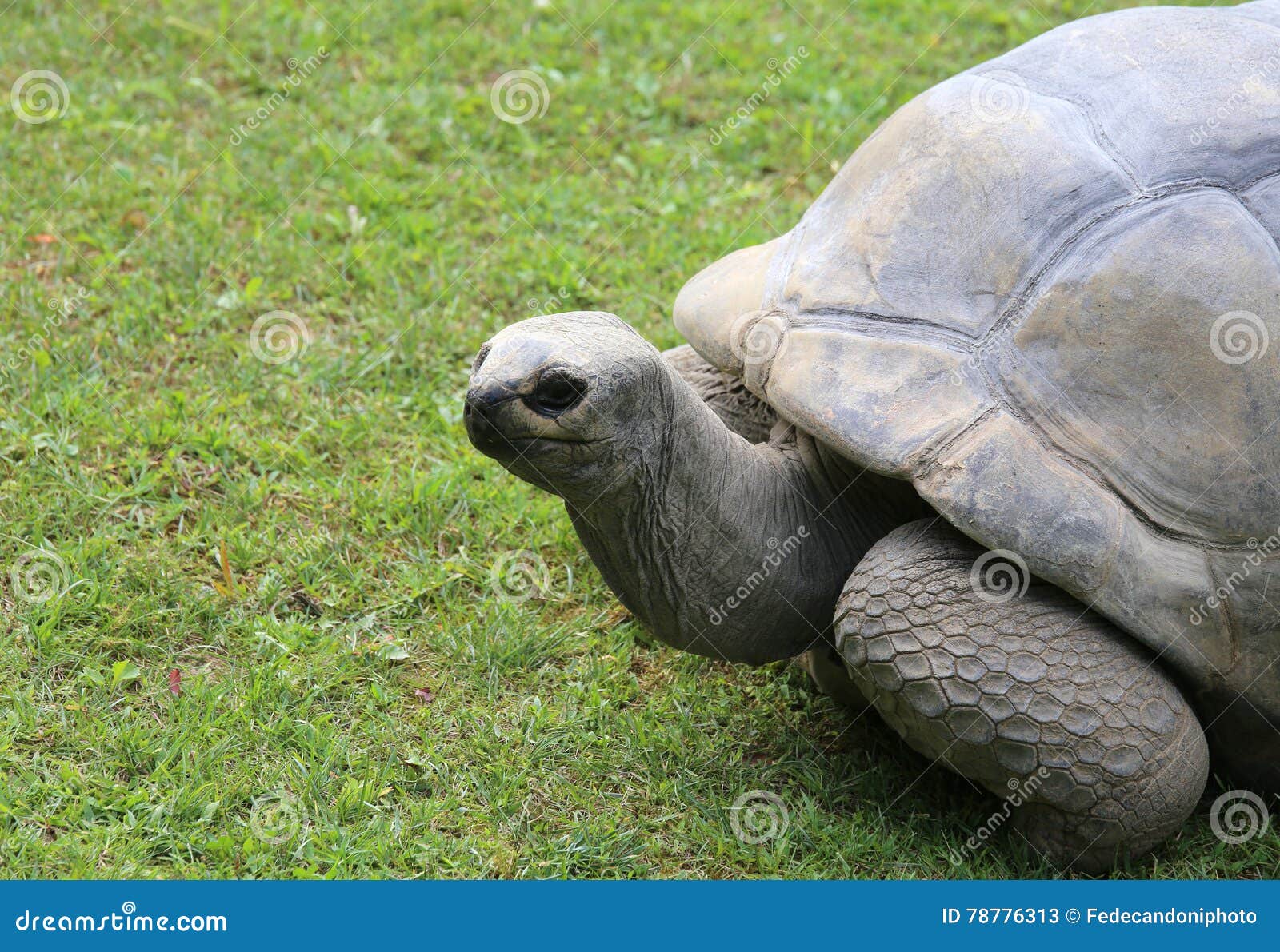 Turtle with Robust Shell while Walking on Grass Stock Image - Image of ...