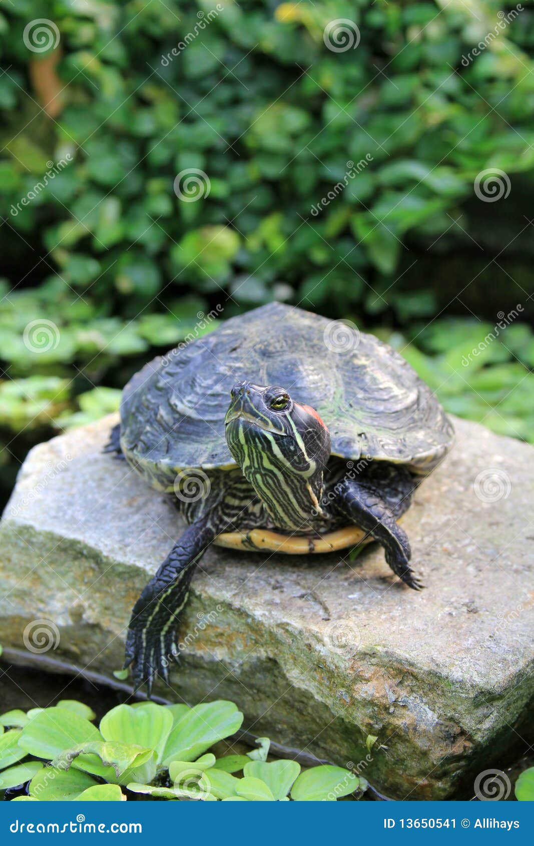 Turtle on a Rock stock image. Image of stare, lush, restful - 13650541