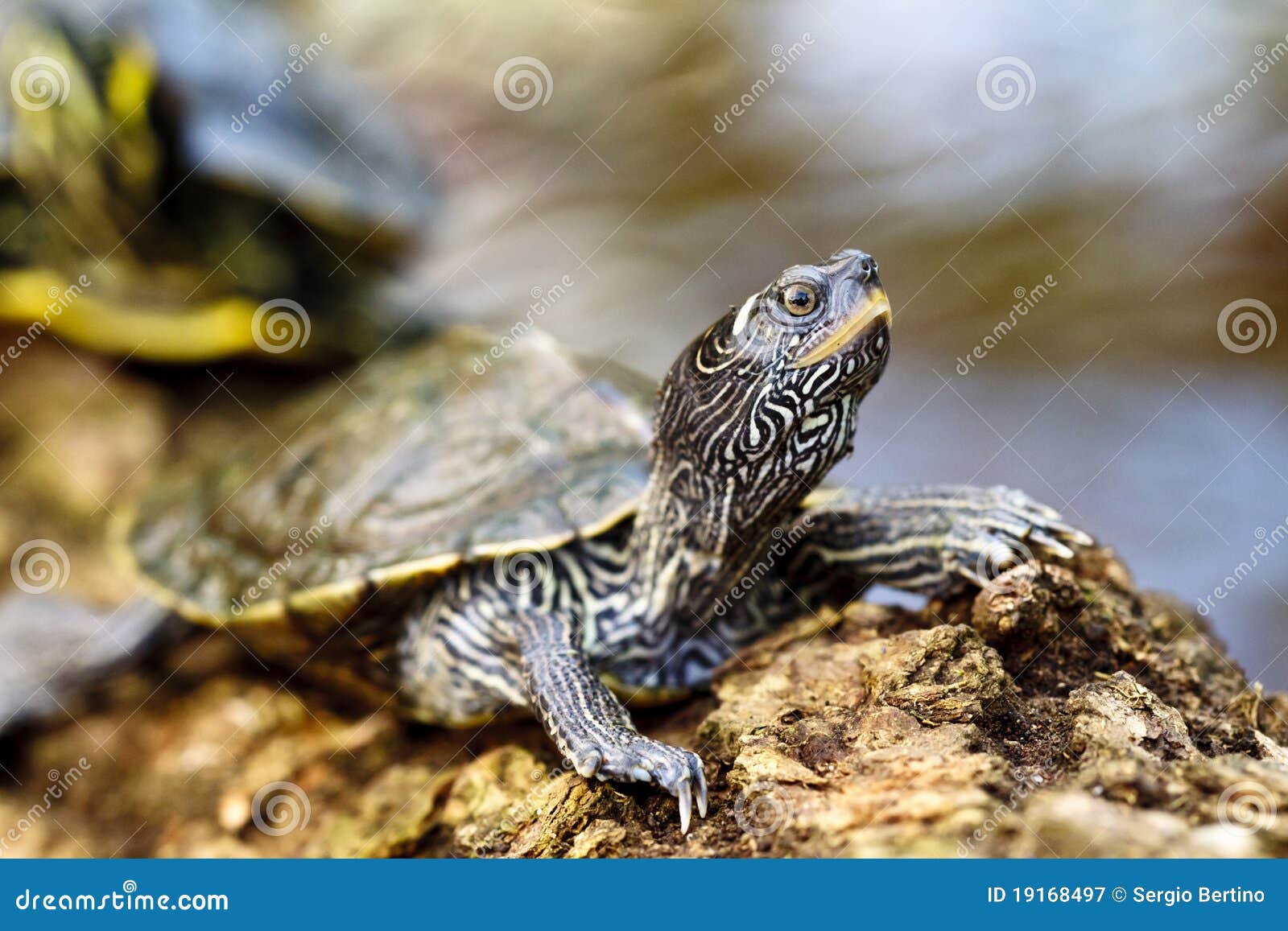 Turtle on a rock stock image. Image of lovely, rocky - 19168497