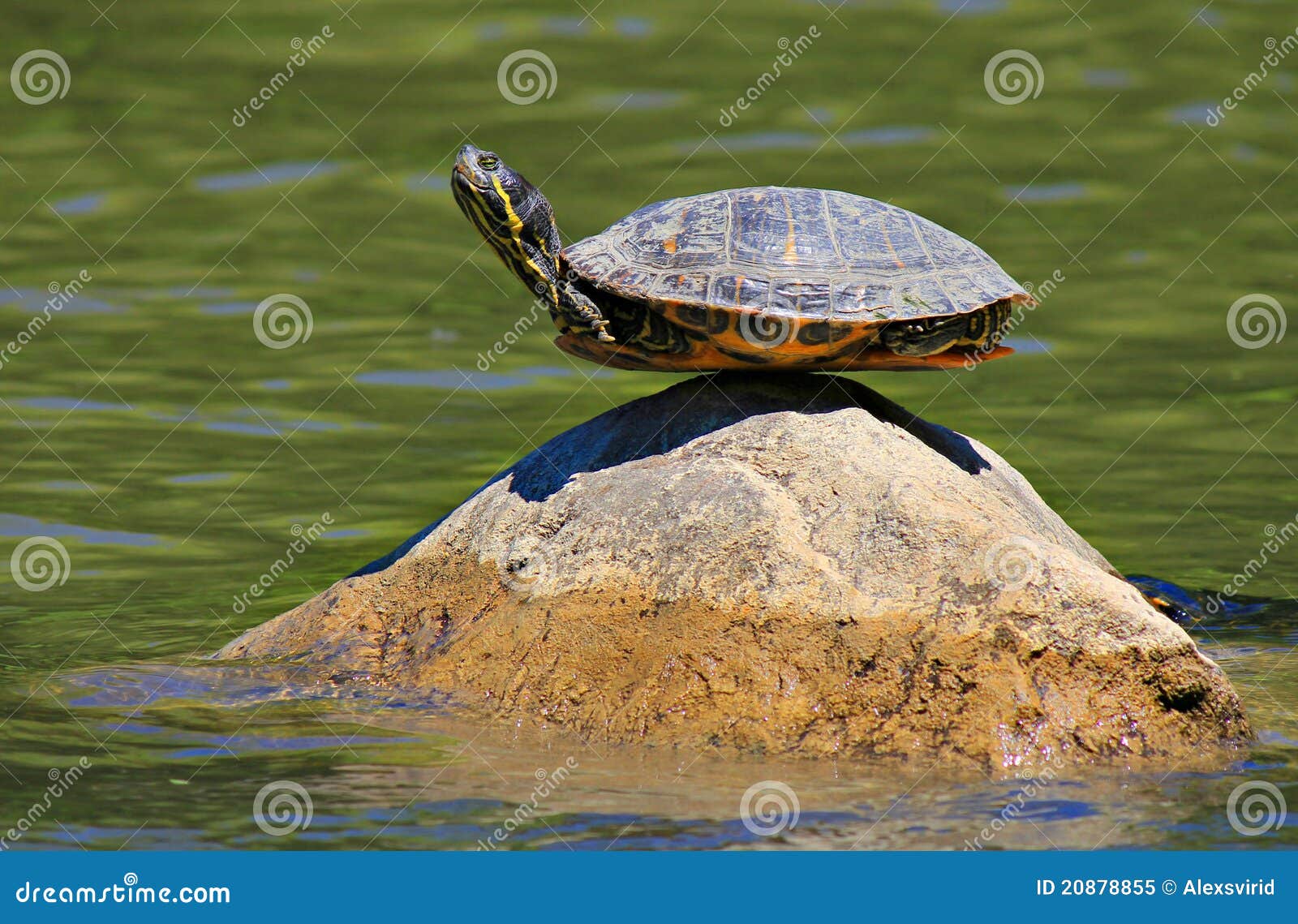 Turtle on the rock stock image. Image of scales, island - 20878855