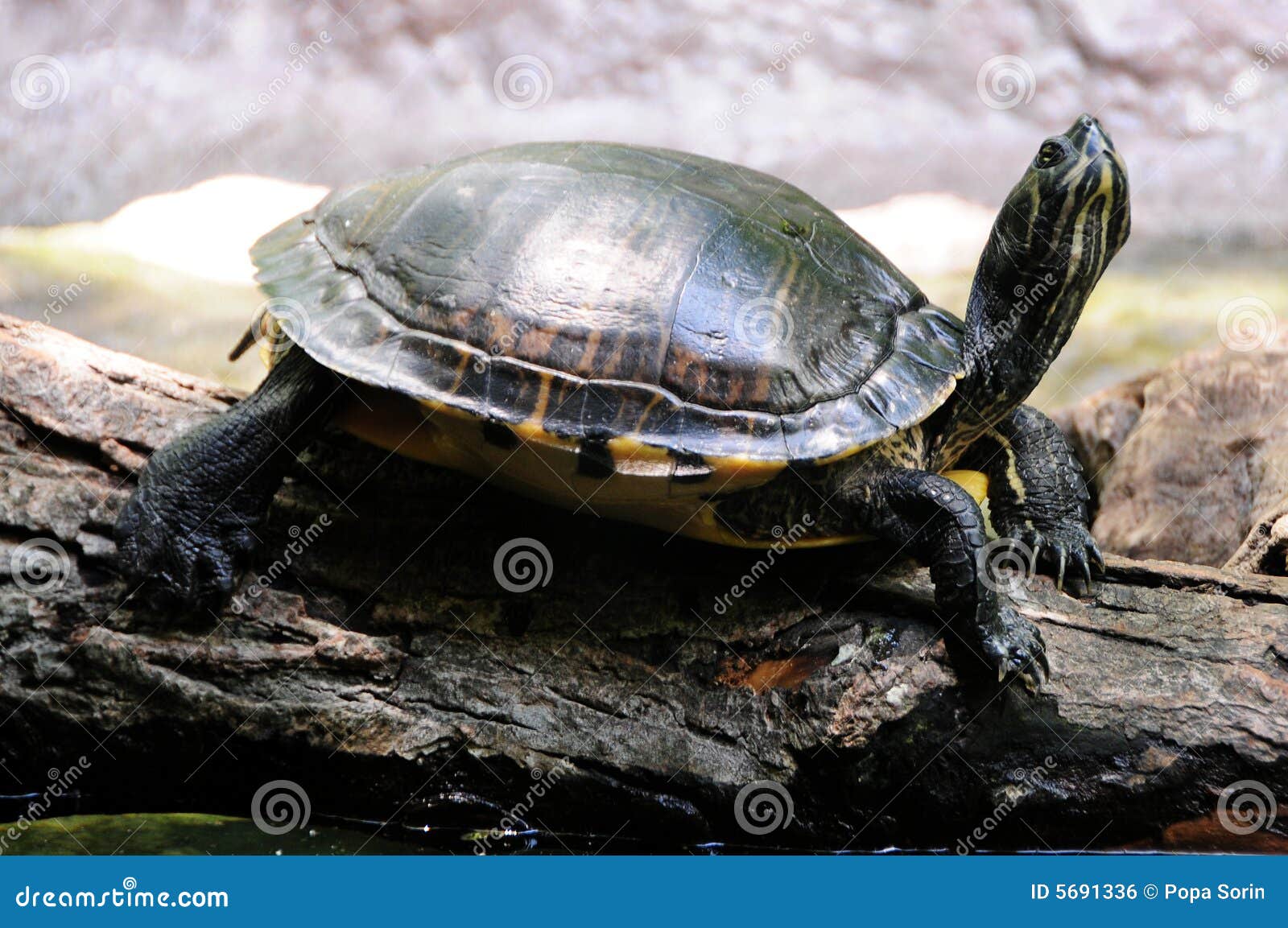 Turtle on a Rock stock photo. Image of water, turtle, sunning - 5691336