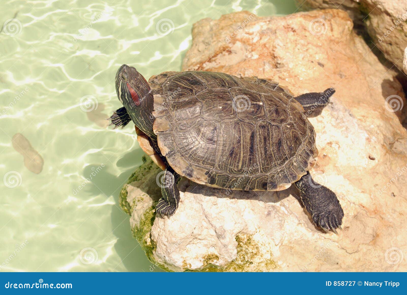 Turtle on a rock stock image. Image of habitat, sunny, gray - 858727