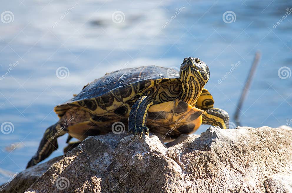 Turtle on rock stock image. Image of reptile, details - 29896393