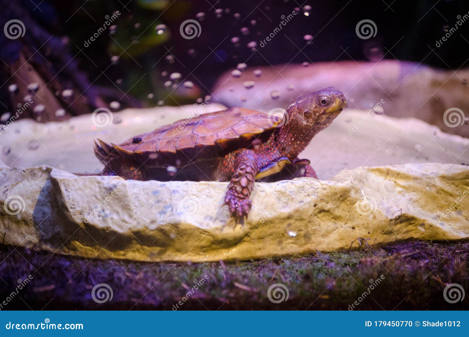 Turtle on rock stock photo. Image of reptile, droplet - 179450770