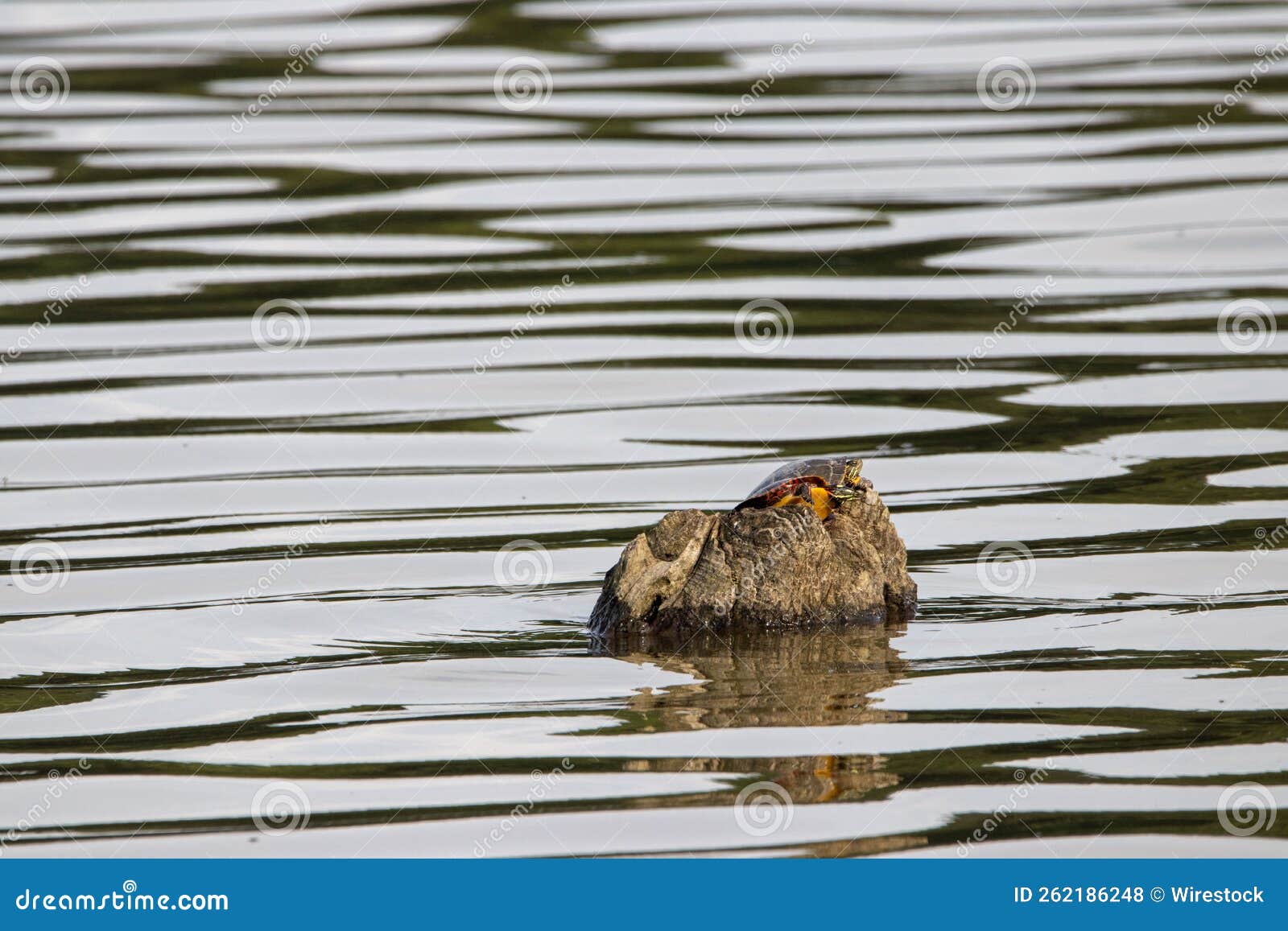 Turtle on a Rock Formation in the Middle of the Sea Stock Photo - Image ...