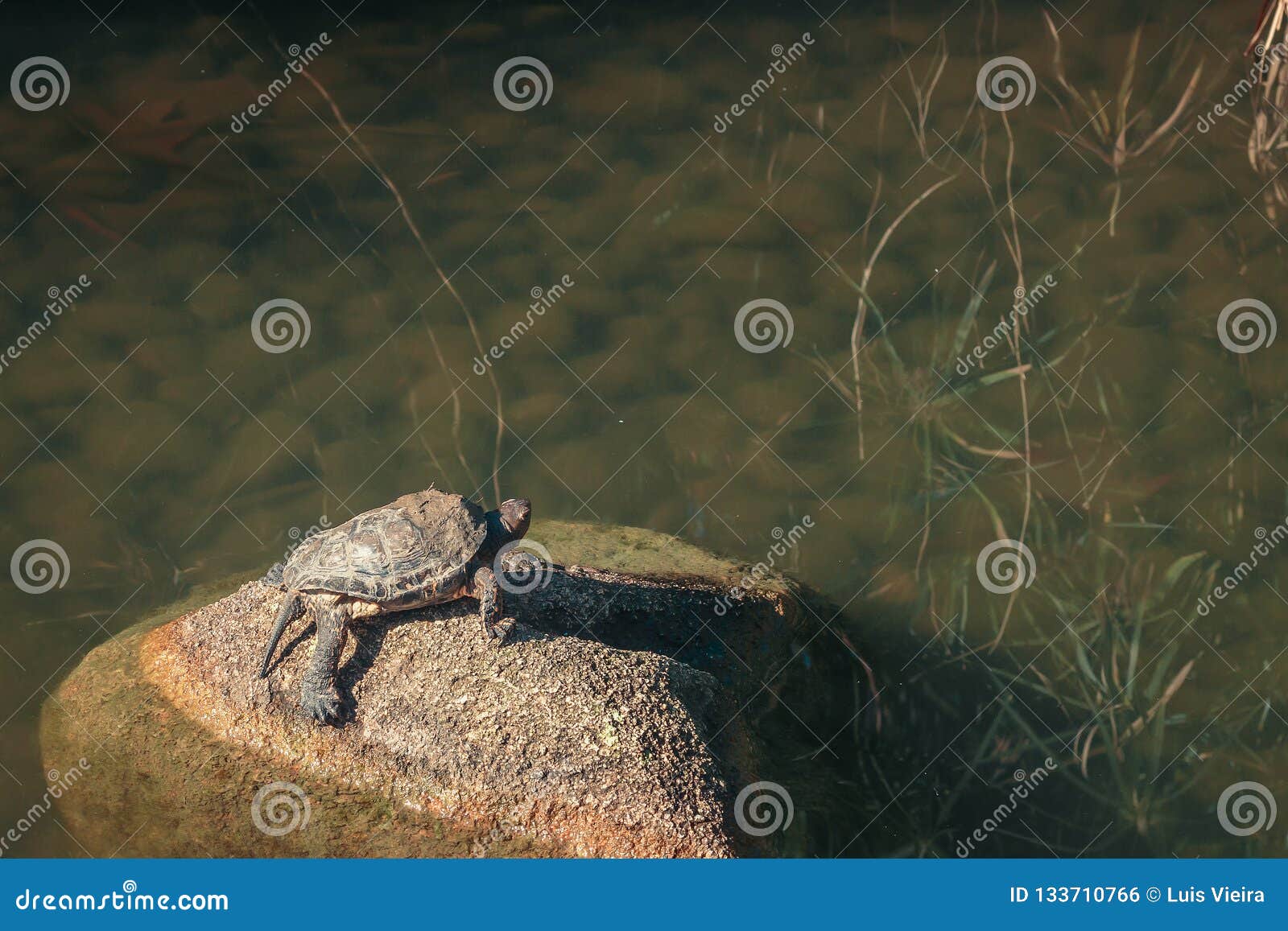 A turtle in a rock stock photo. Image of slow, shell - 133710766