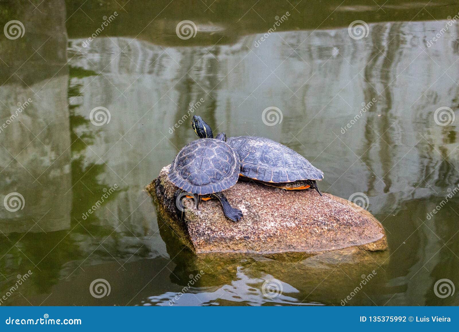 A turtle in a rock stock photo. Image of ancient, wildlife - 135375992