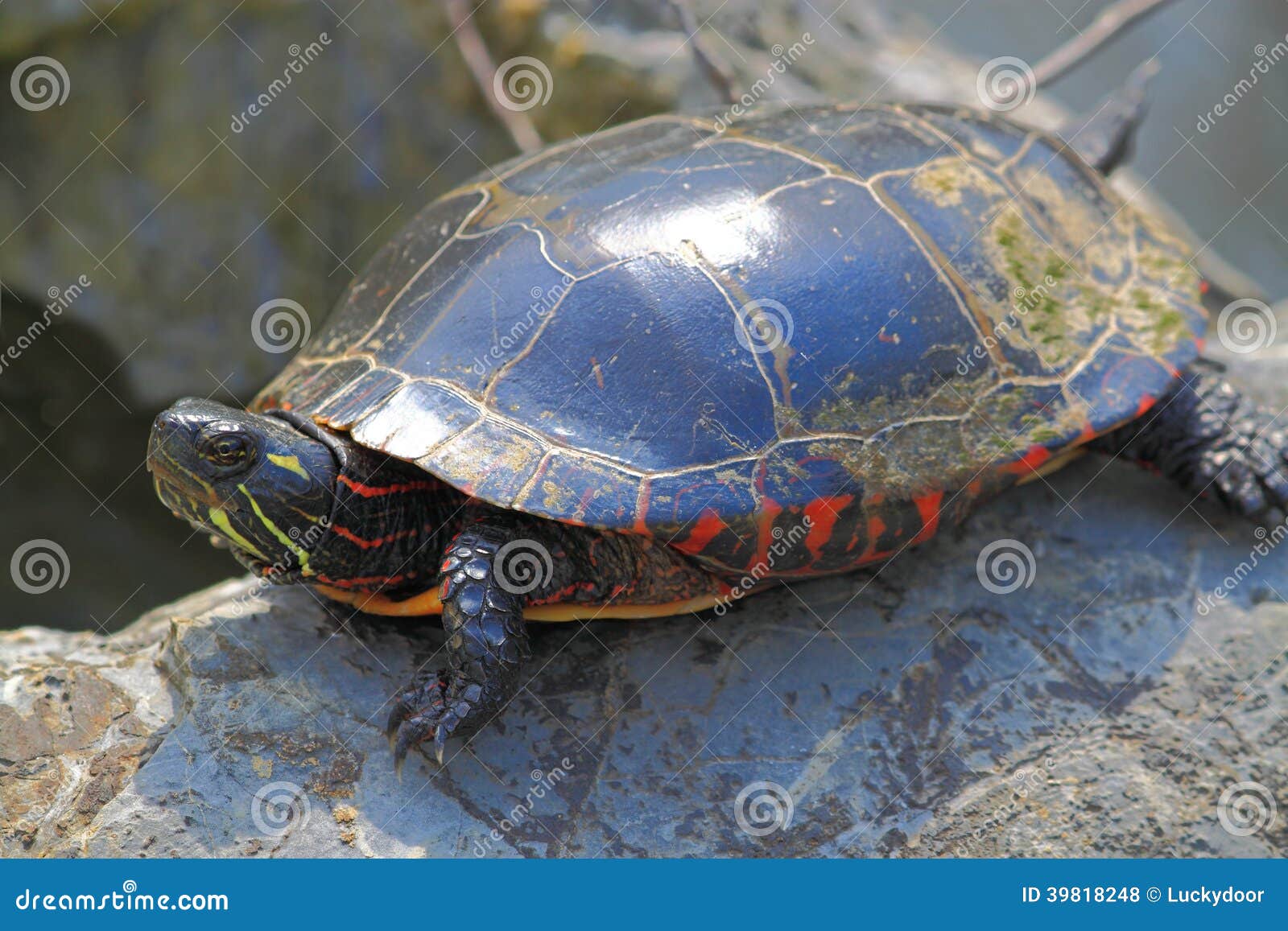 Turtle on Rock stock photo. Image of life, neck, rock - 39818248
