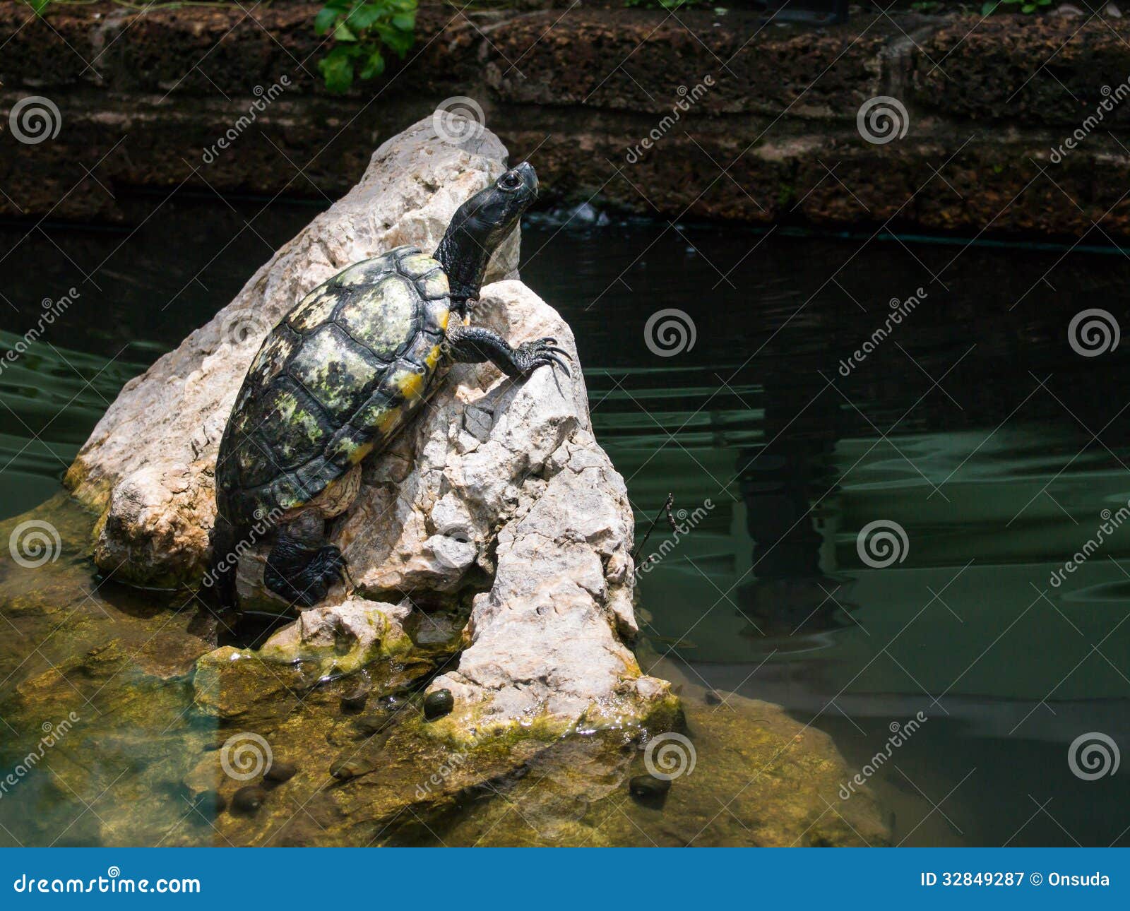 Turtle on a rock stock image. Image of tree, stand, life - 32849287