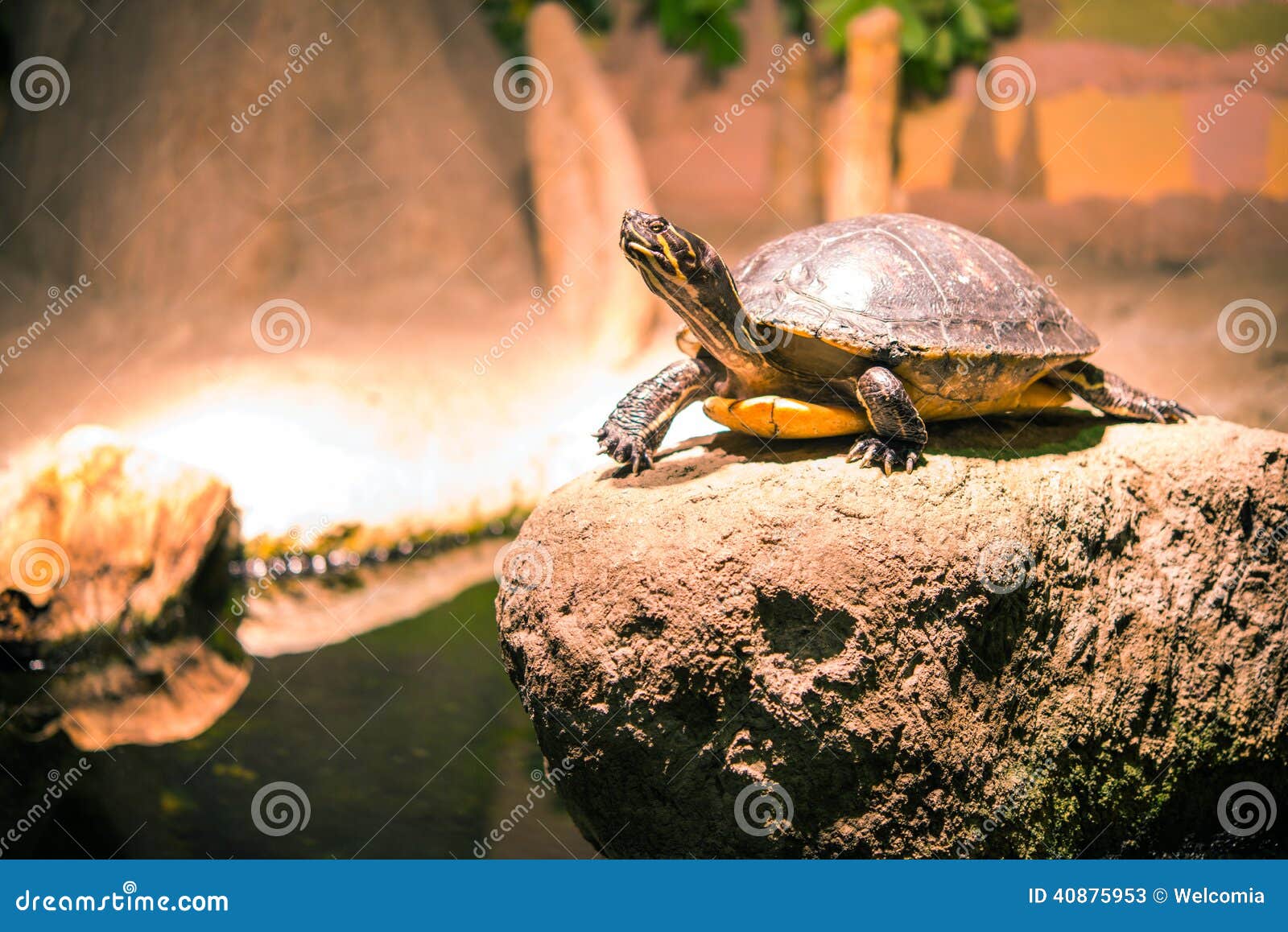 Turtle on the Rock stock image. Image of genus, horizontal - 40875953