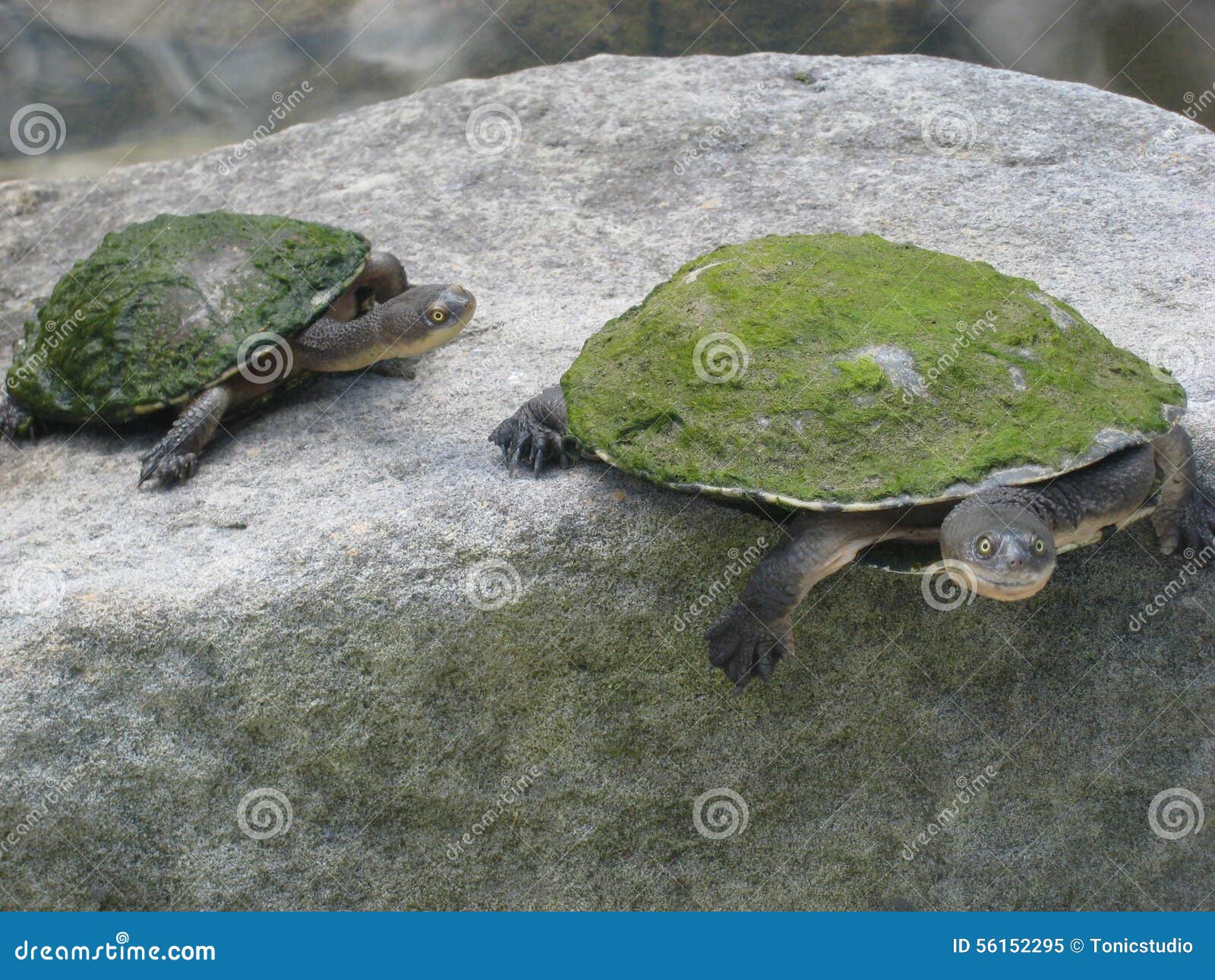 Turtle rock stock image. Image of mossy, moss, stare - 56152295
