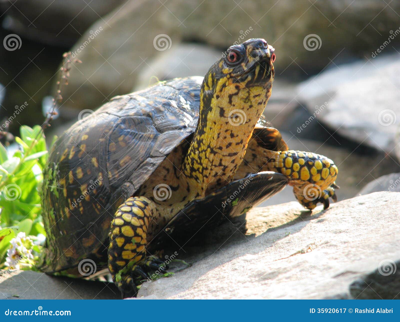 Turtle on Rock stock image. Image of beach, amphibians - 35920617