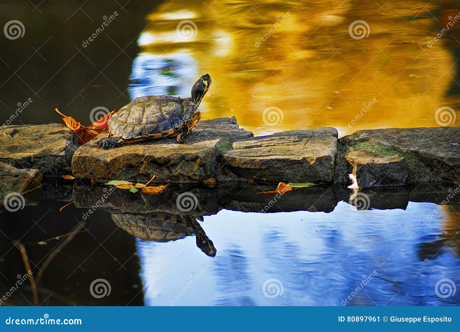 Turtle on the rock stock image. Image of background, wildlife - 80897961