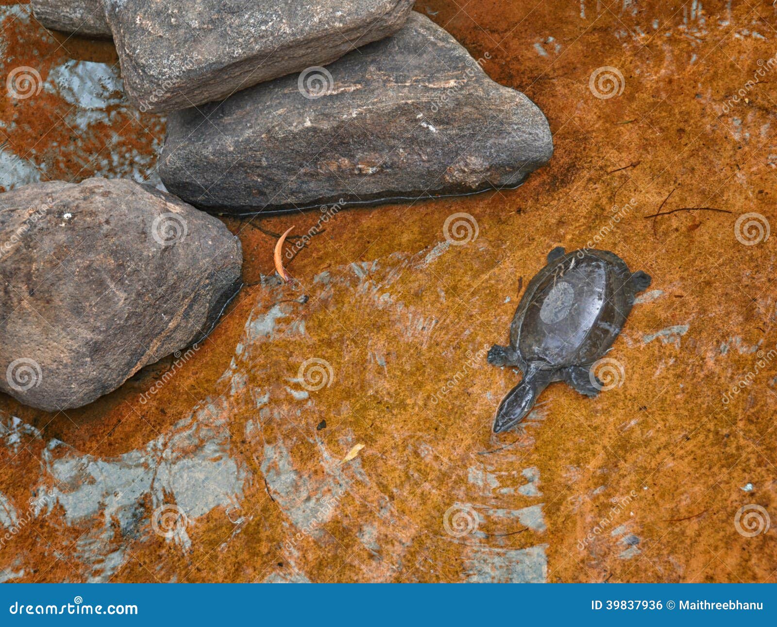 Turtle in Rock Pool stock photo. Image of shallow, animal - 39837936